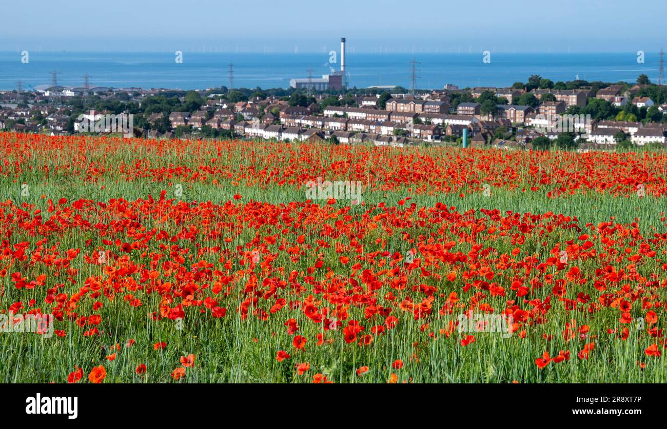 Brighton UK 23rd June 2023 - A field of bright red poppies in the ...