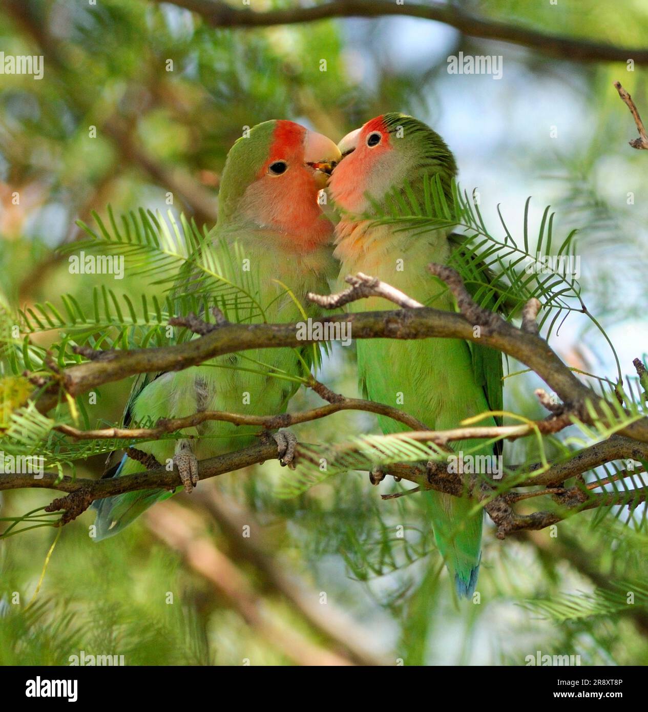 Rosy-faced Lovebird (Agapornis roseicollis), Bird, Quiver Tree Restcamp ...