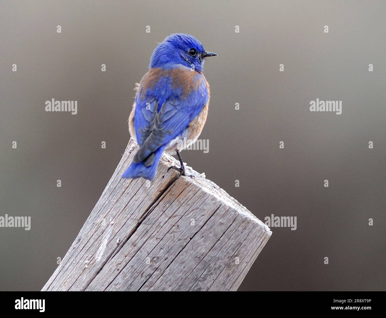 Western Bluebird (Sialia mexicana) at Zion National Park, Utah, USA ...