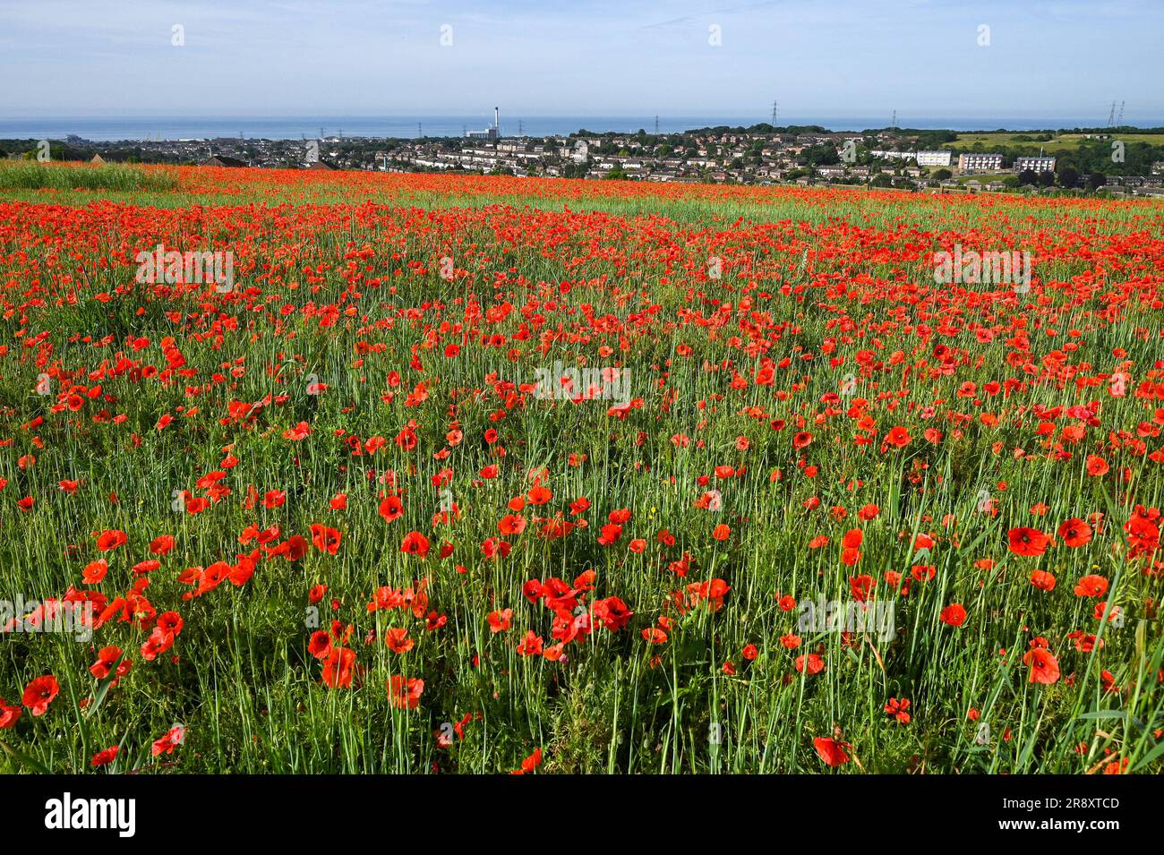 Brighton UK 23rd June 2023 - A field of bright red poppies in the ...