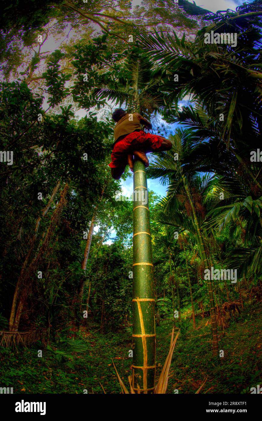 A local man in a Areca palm tree (Areca catechu) harvesting betel nut ...