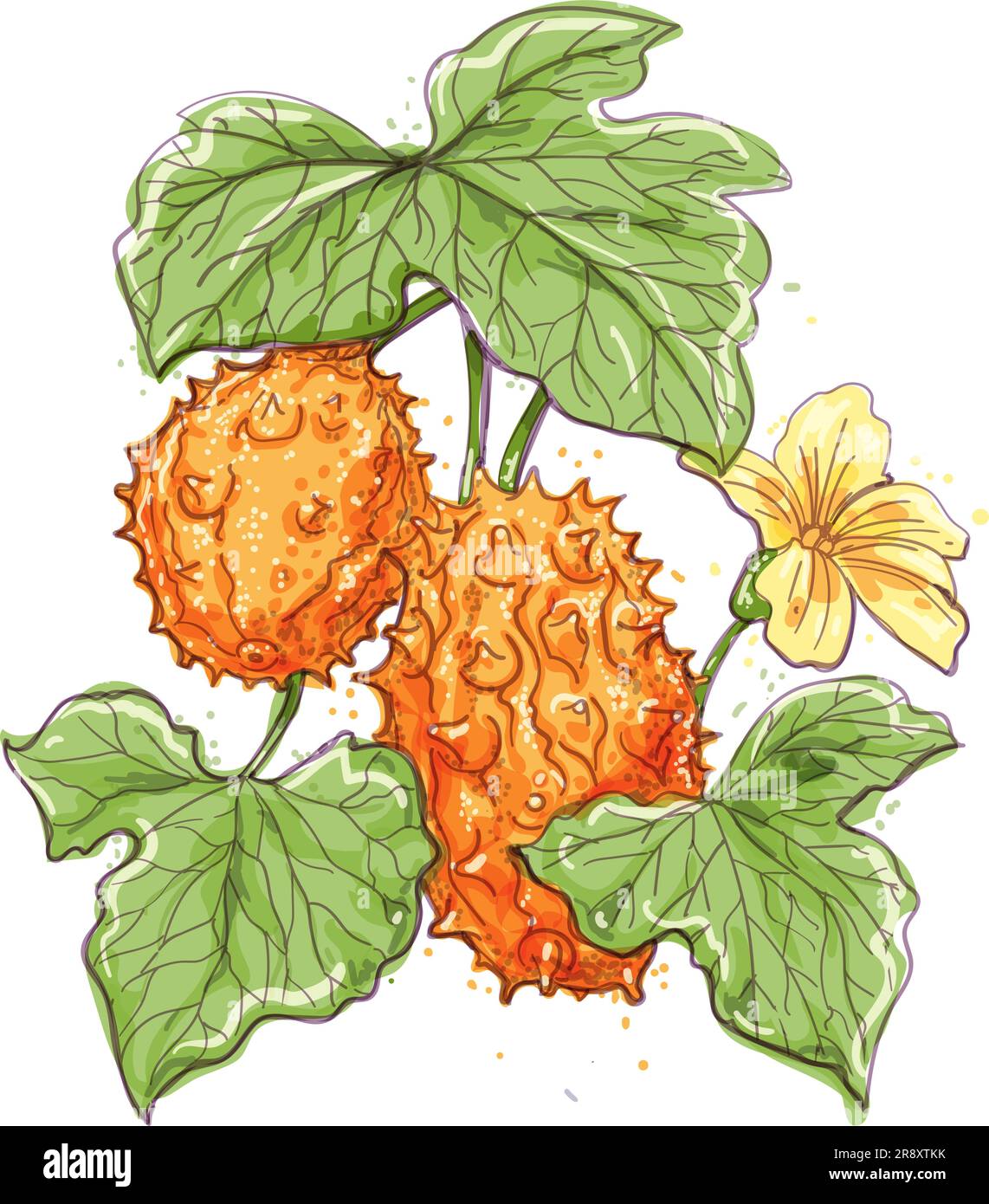 Melon botanical illustration hi-res stock photography and images - Alamy