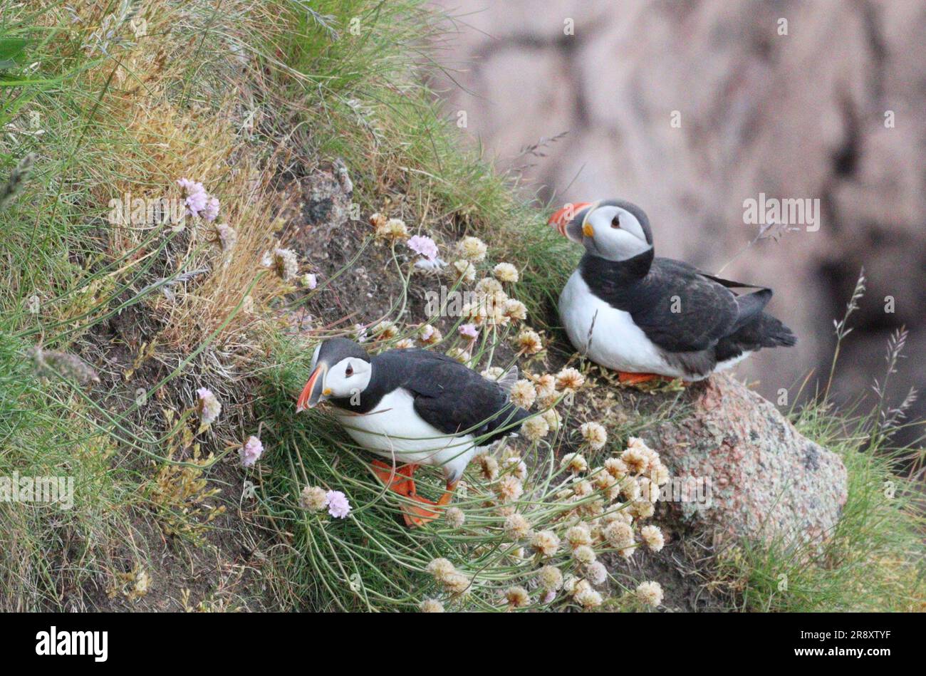 Puffins at Bullers of Buchan Stock Photo - Alamy
