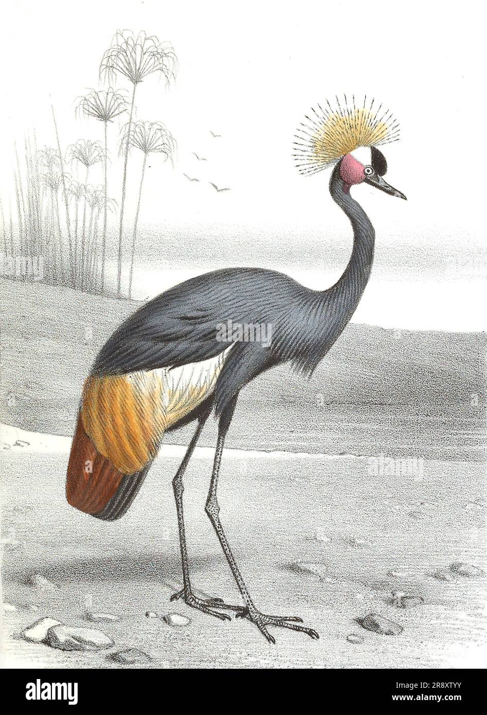 Vintage bird identification prints hi-res stock photography and images ...