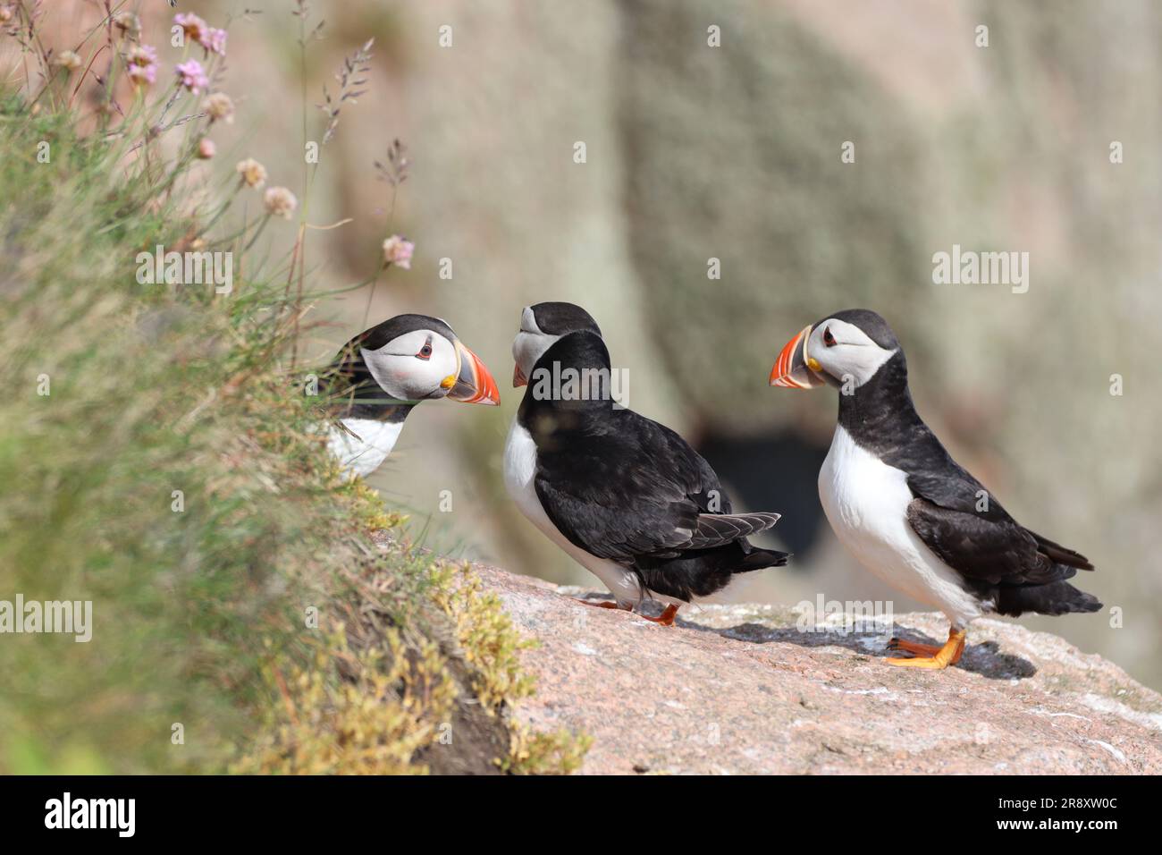 Puffins at Bullers of Buchan Stock Photo - Alamy