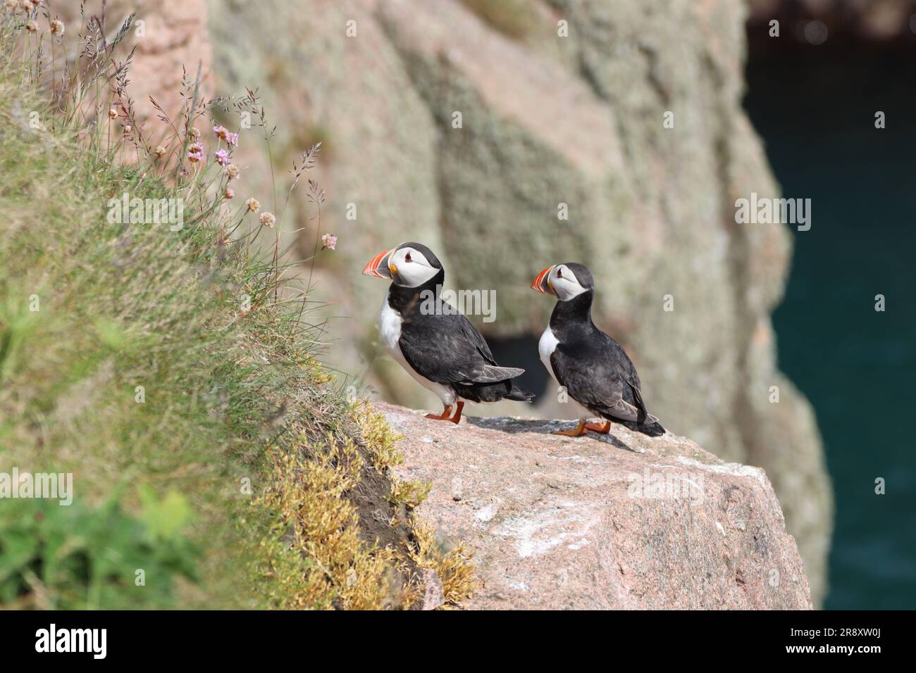 Puffins at Bullers of Buchan Stock Photo - Alamy