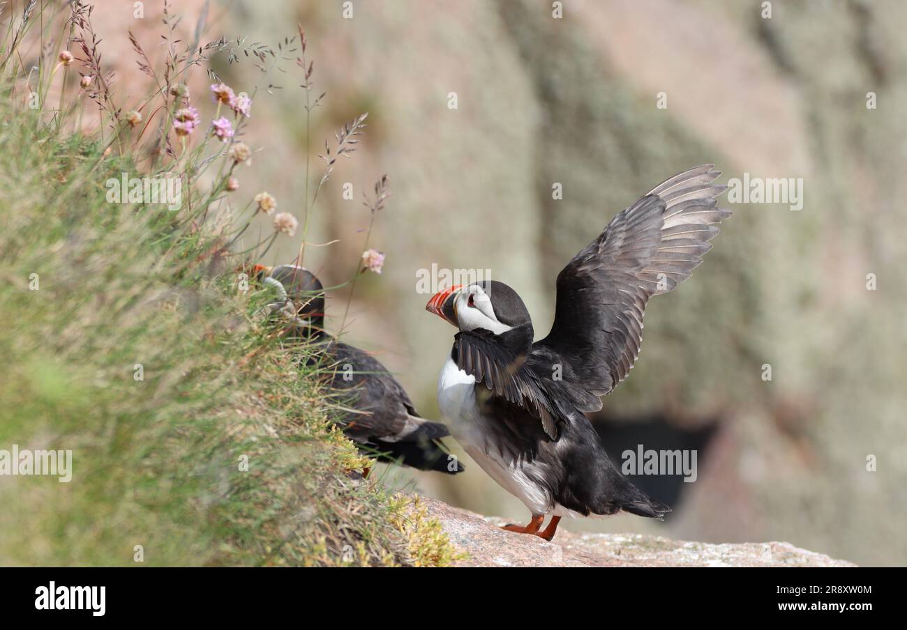 Puffins at Bullers of Buchan Stock Photo - Alamy
