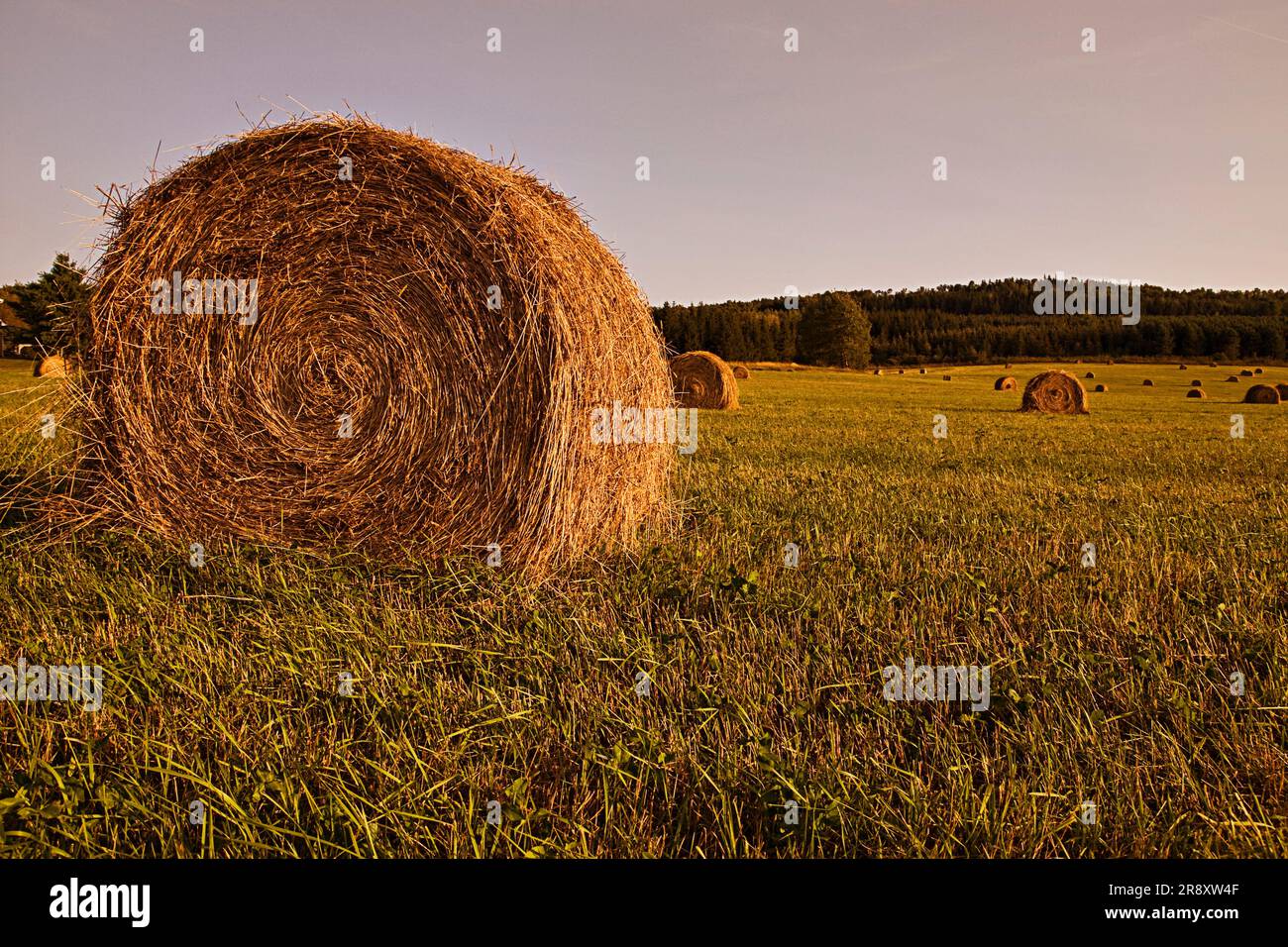 Rolled up bails of hail during harvest season Stock Photo - Alamy