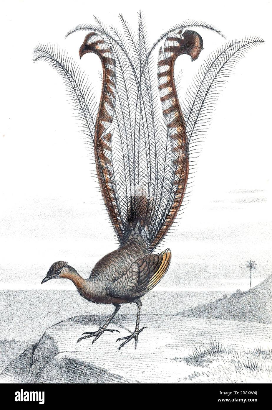 Vintage bird identification prints hi-res stock photography and images ...