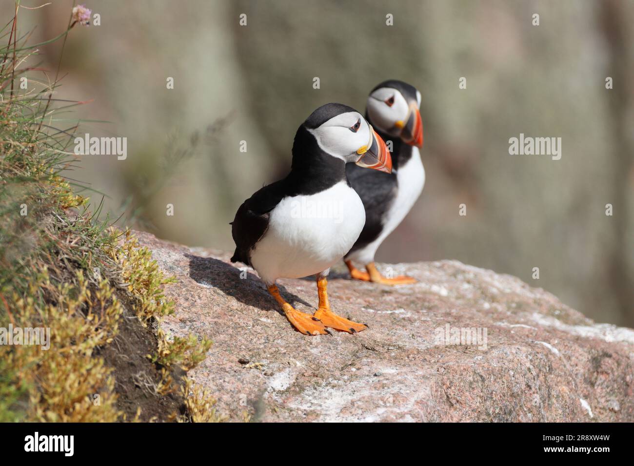 Puffins at Bullers of Buchan Stock Photo - Alamy