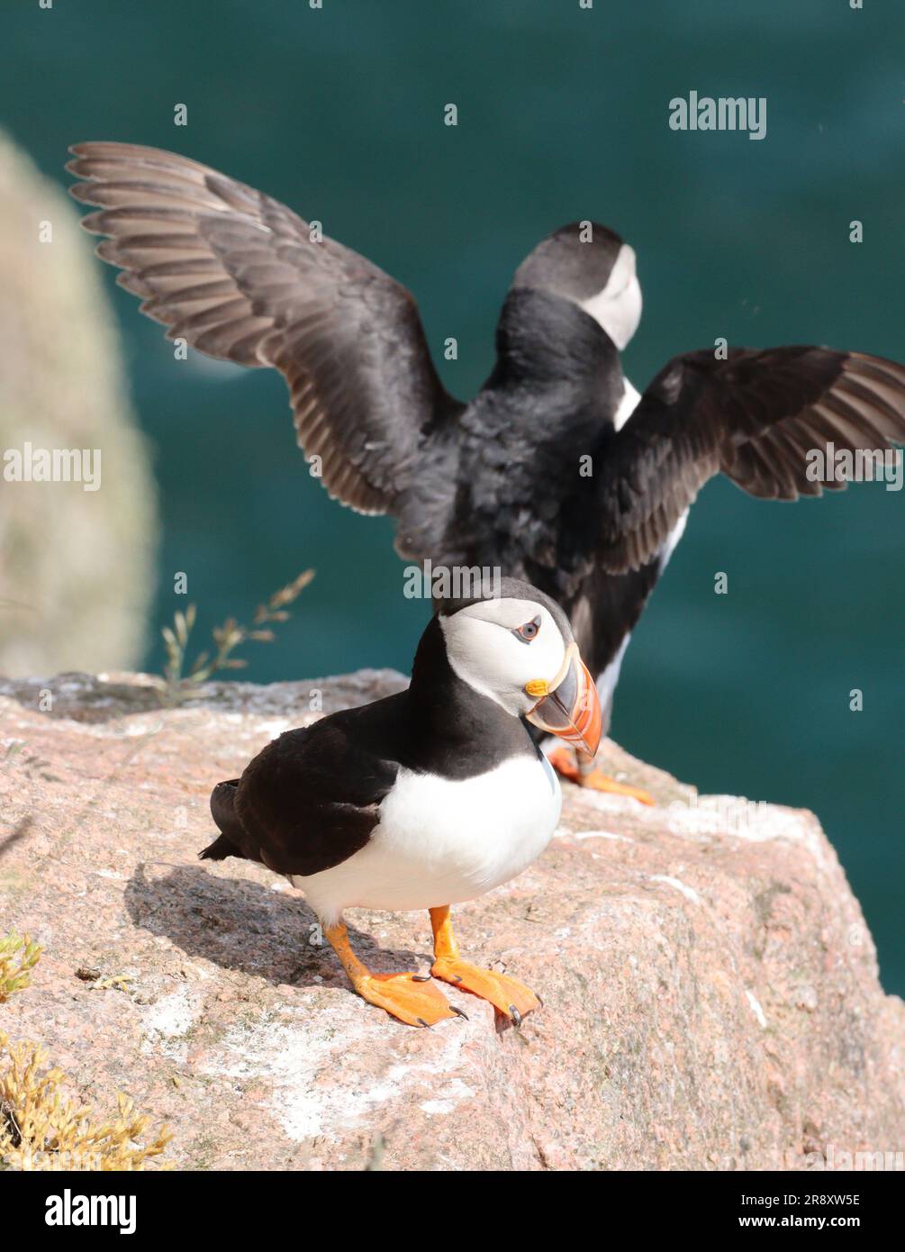 Puffins at Bullers of Buchan Stock Photo - Alamy