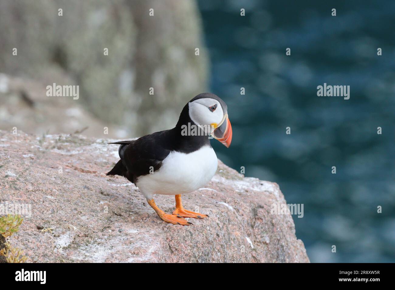 Puffins at Bullers of Buchan Stock Photo - Alamy