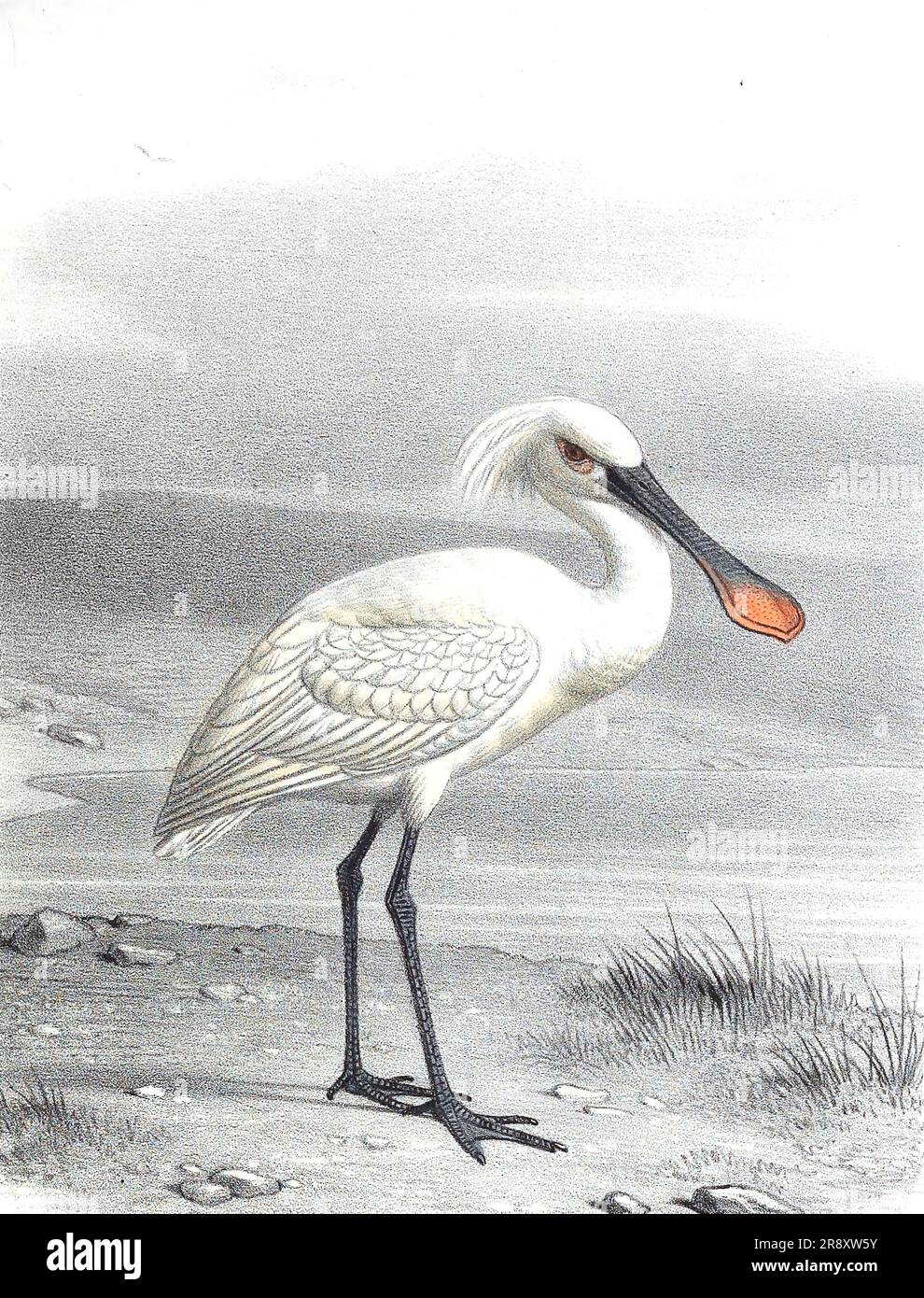 Vintage bird identification prints hi-res stock photography and images ...