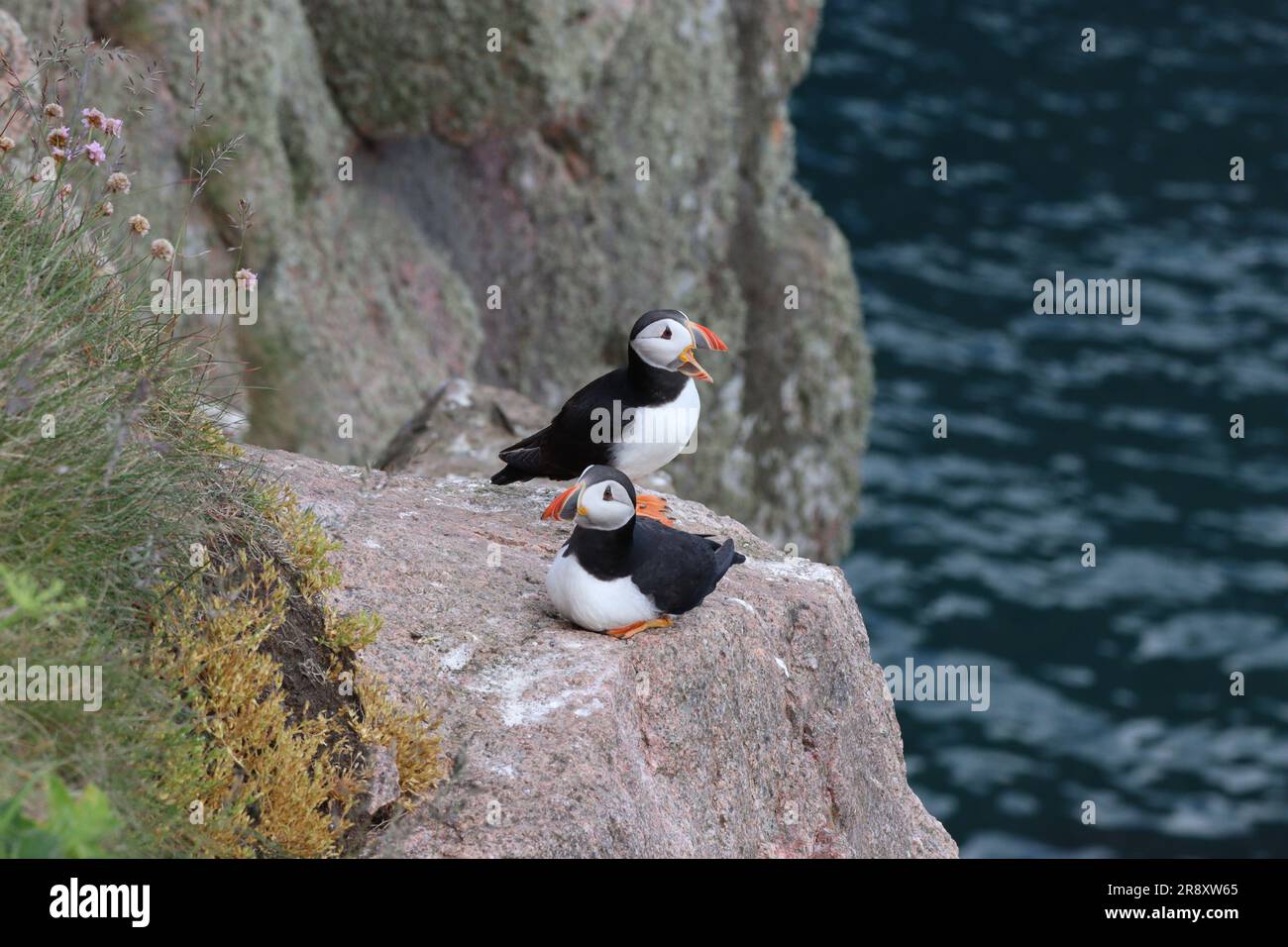 Puffins at Bullers of Buchan Stock Photo - Alamy