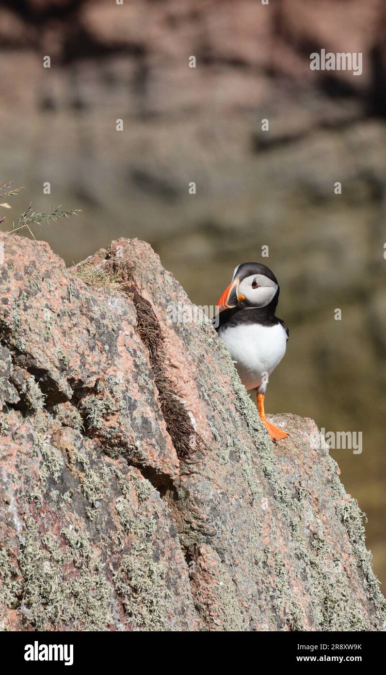 Puffins at Bullers of Buchan Stock Photo - Alamy