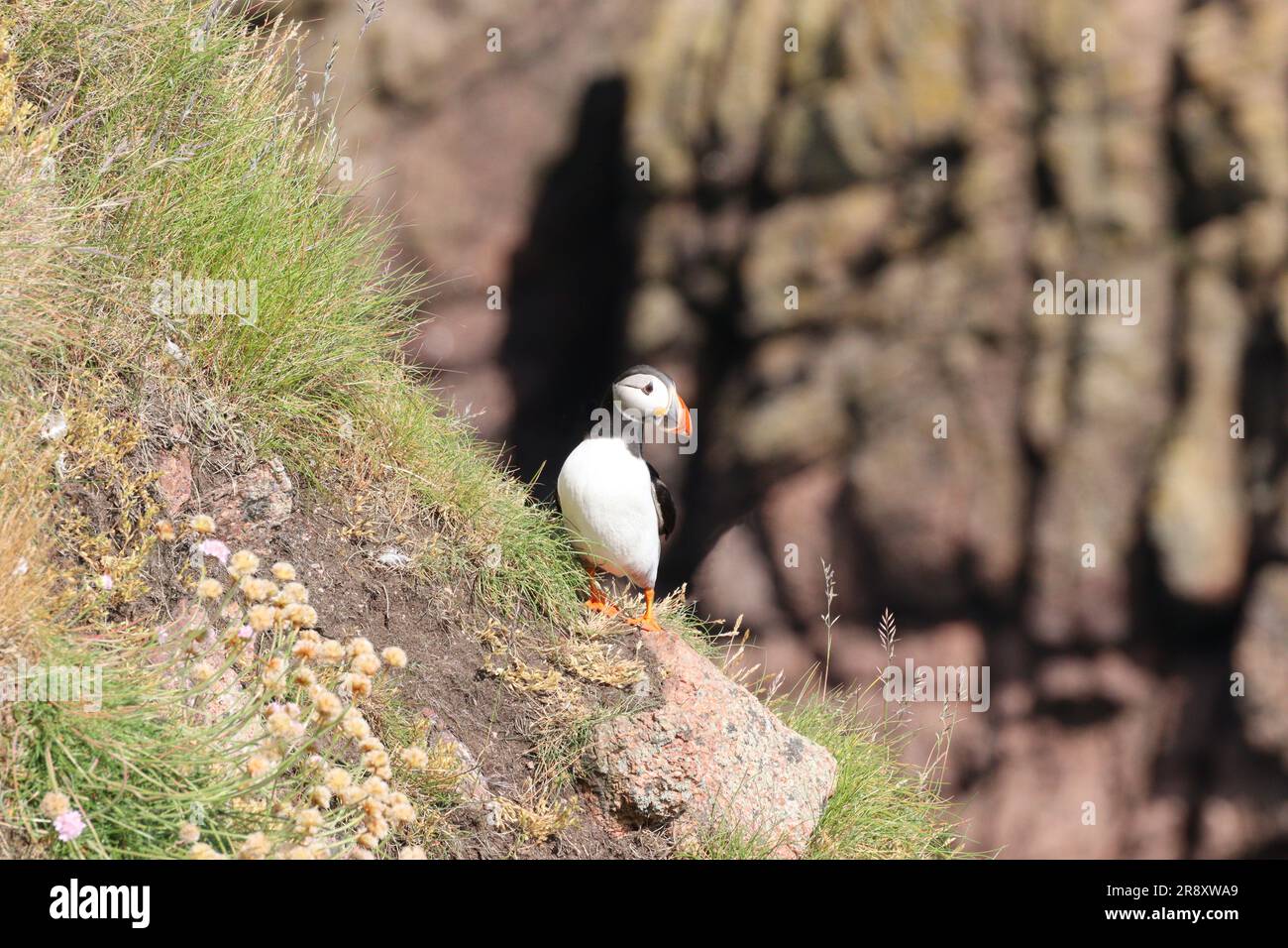 Puffins rubbing beaks hi-res stock photography and images - Alamy