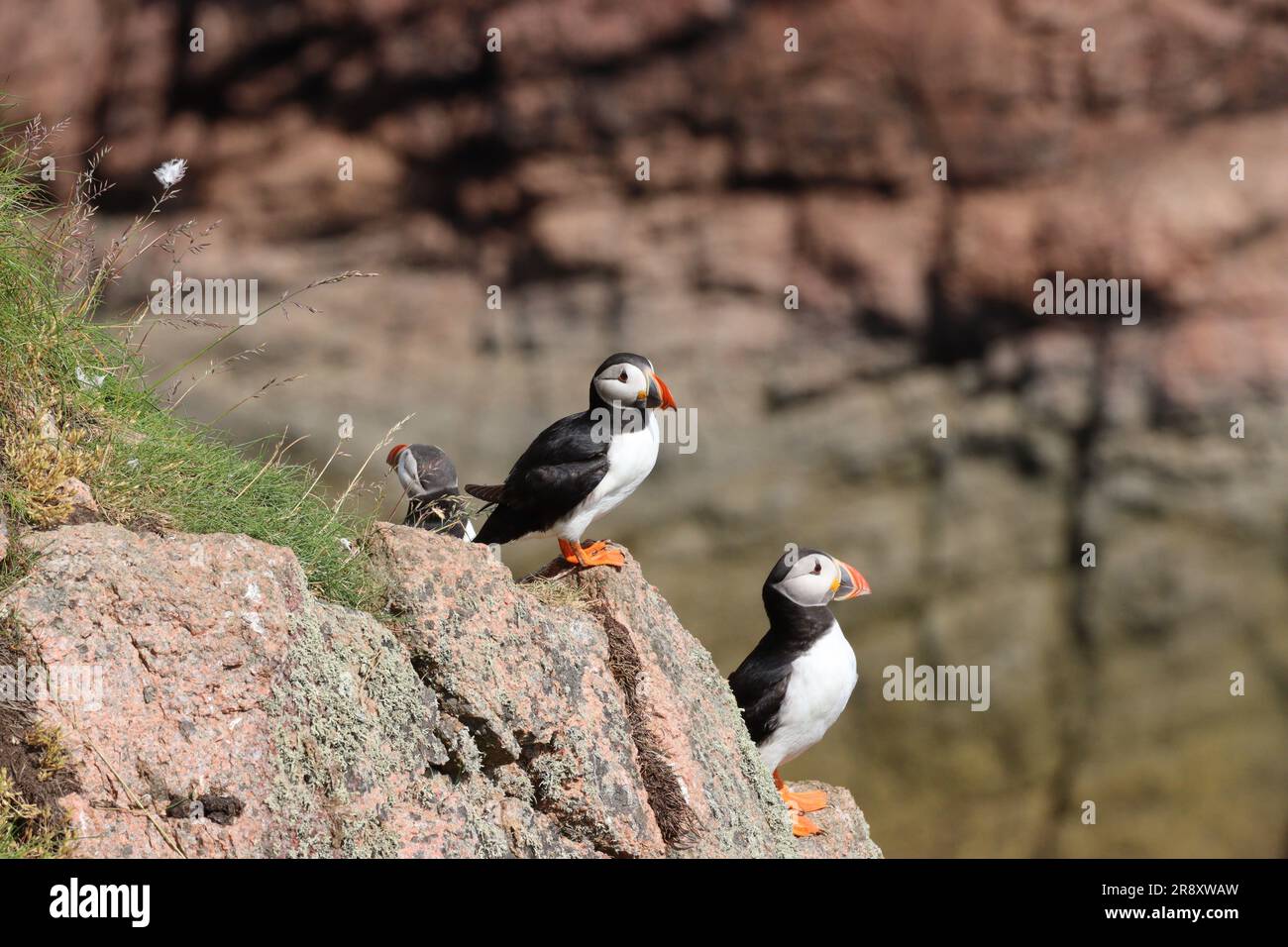 Puffins at Bullers of Buchan Stock Photo - Alamy