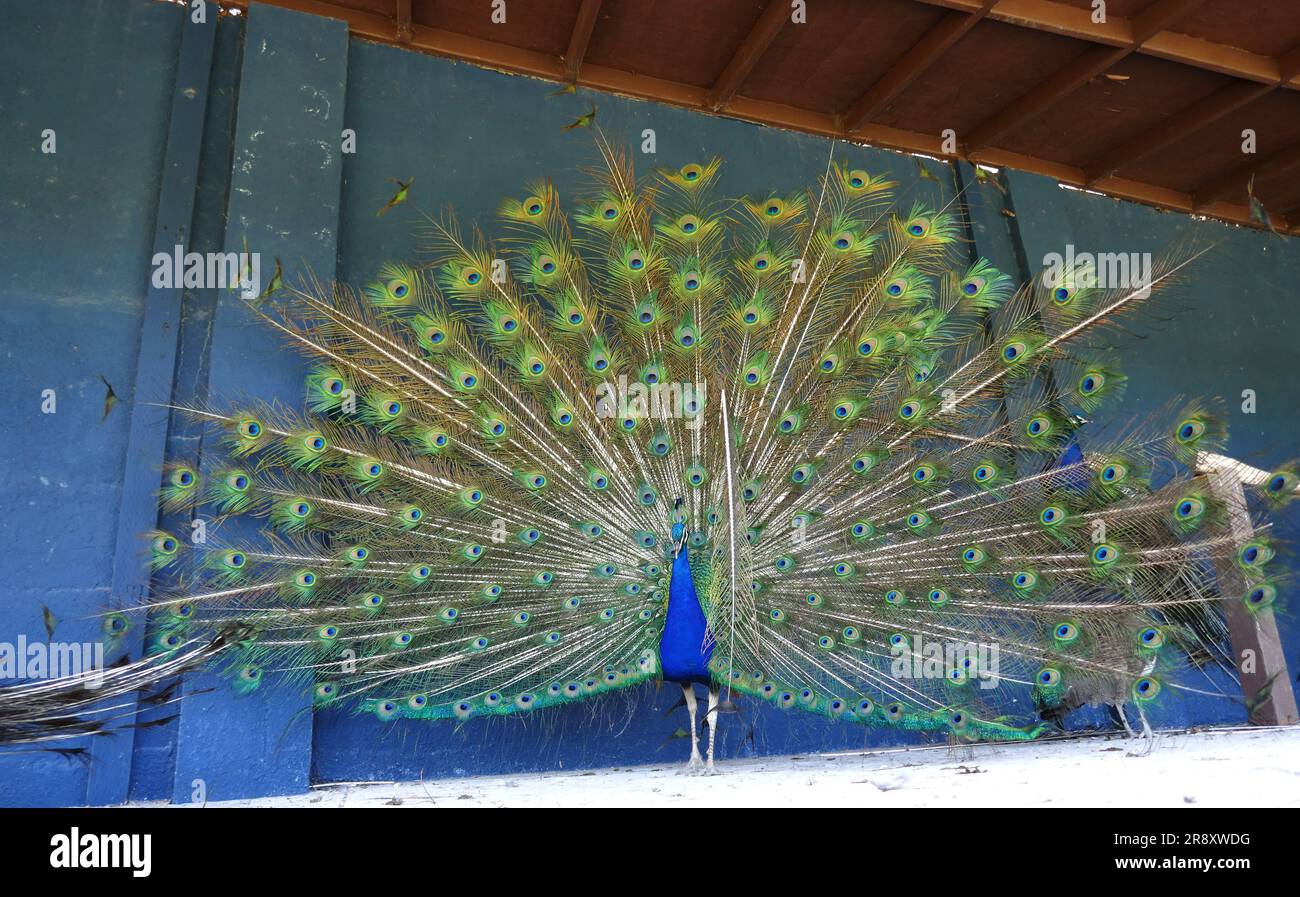 Los Angeles, California, USA 22nd June 2023 Peacocks at Hollywood ...