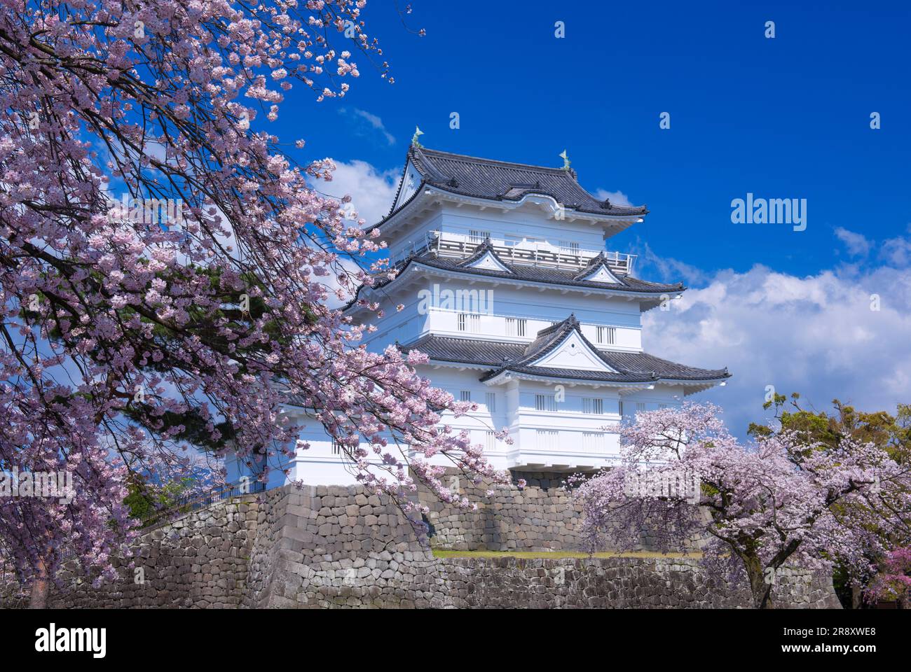 Odawara Castle in cherry blossom Stock Photo - Alamy