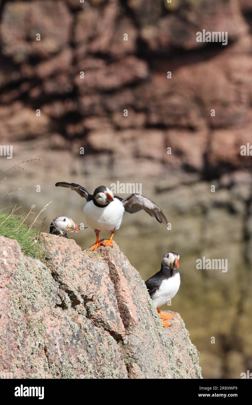 Puffins at Bullers of Buchan Stock Photo - Alamy