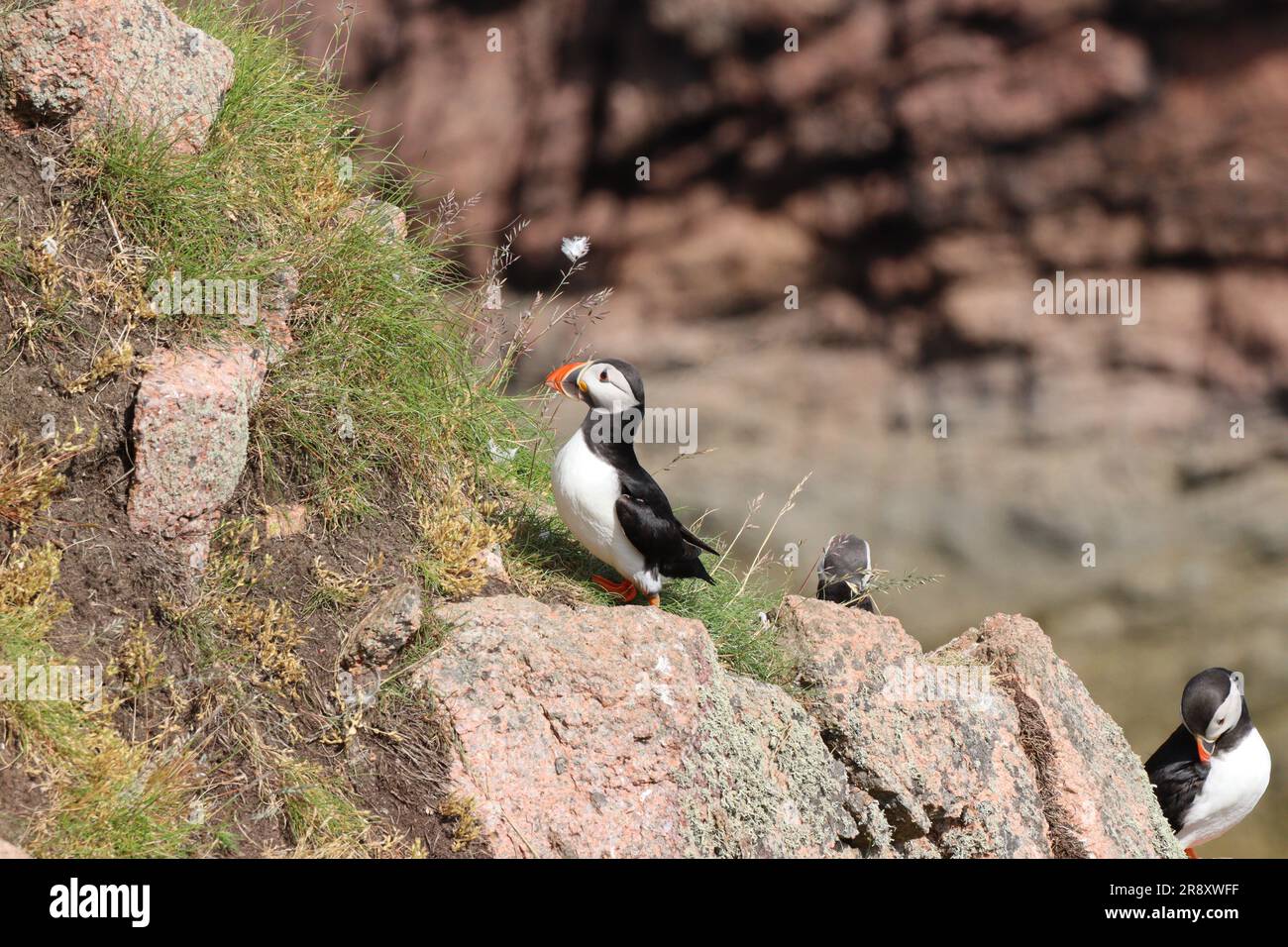 Puffins at Bullers of Buchan Stock Photo - Alamy