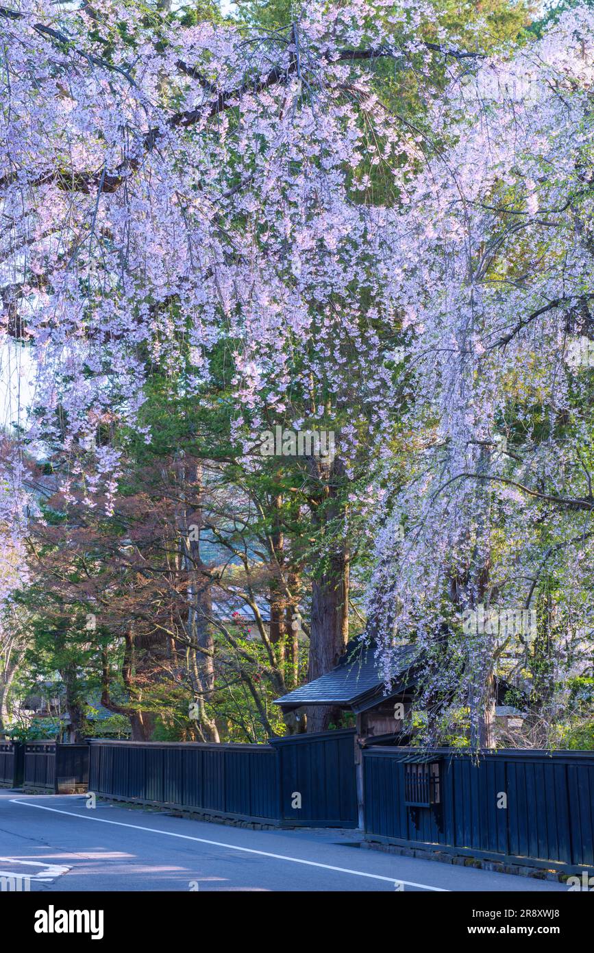 Double cherry tree of samurai residences in Kakunodate Stock Photo - Alamy