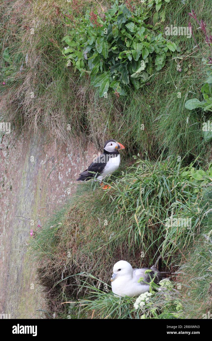 Puffins at Bullers of Buchan Stock Photo - Alamy
