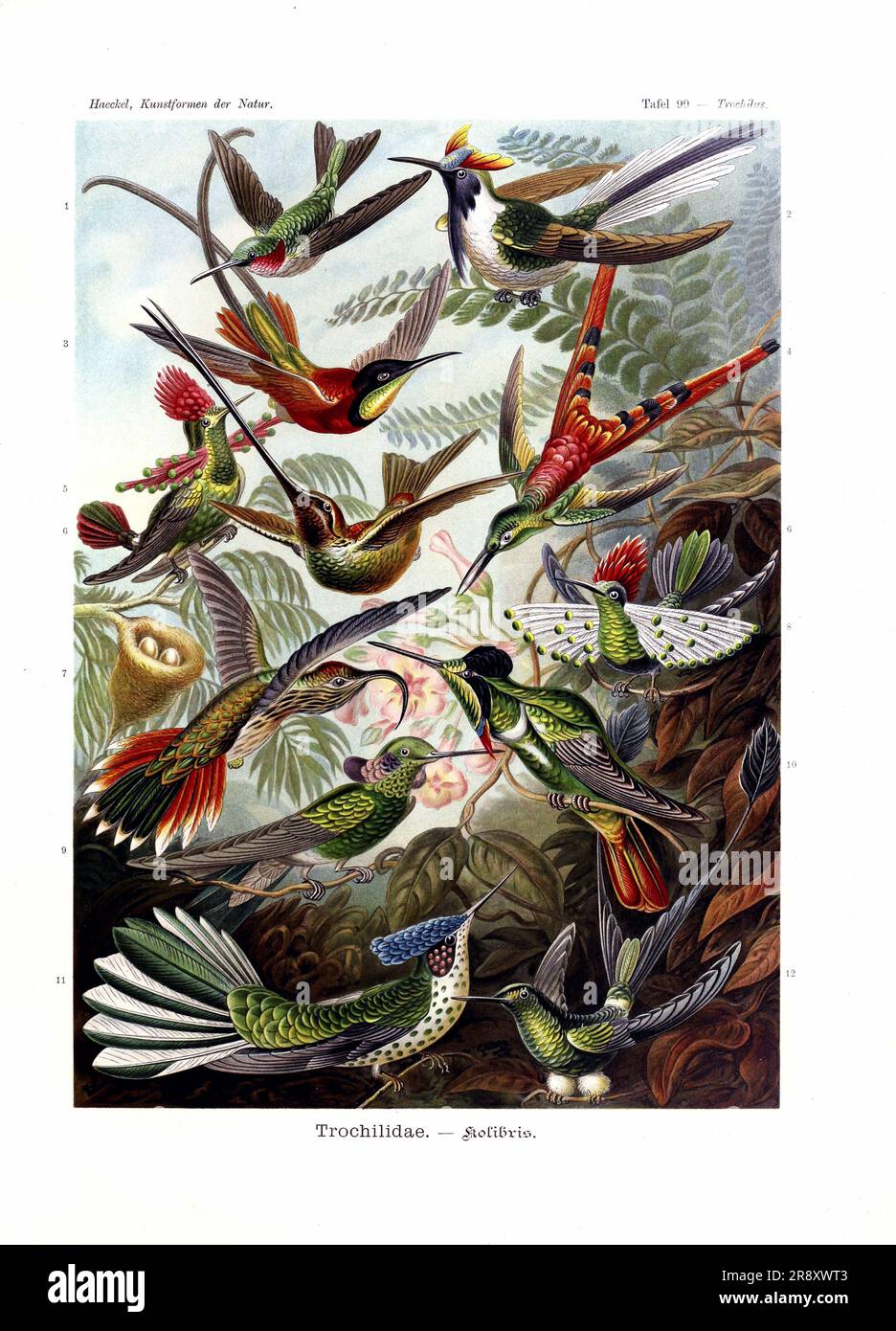 Victorian era birding illustrations hi-res stock photography and images ...