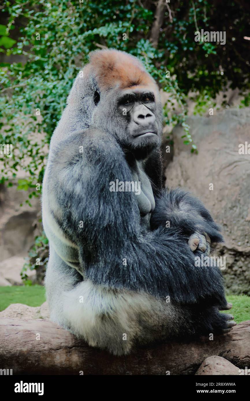 Gorilla sitting calmly on a log looking at the camera Stock Photo - Alamy