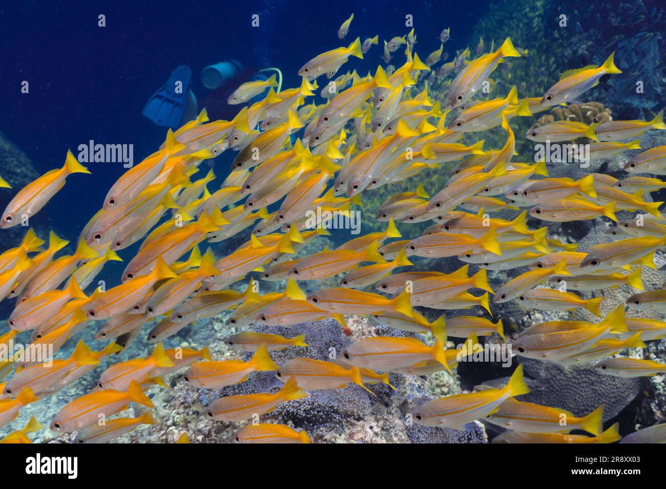 Big Eyed Yellow Snapper School with Diver Stock Photo - Alamy