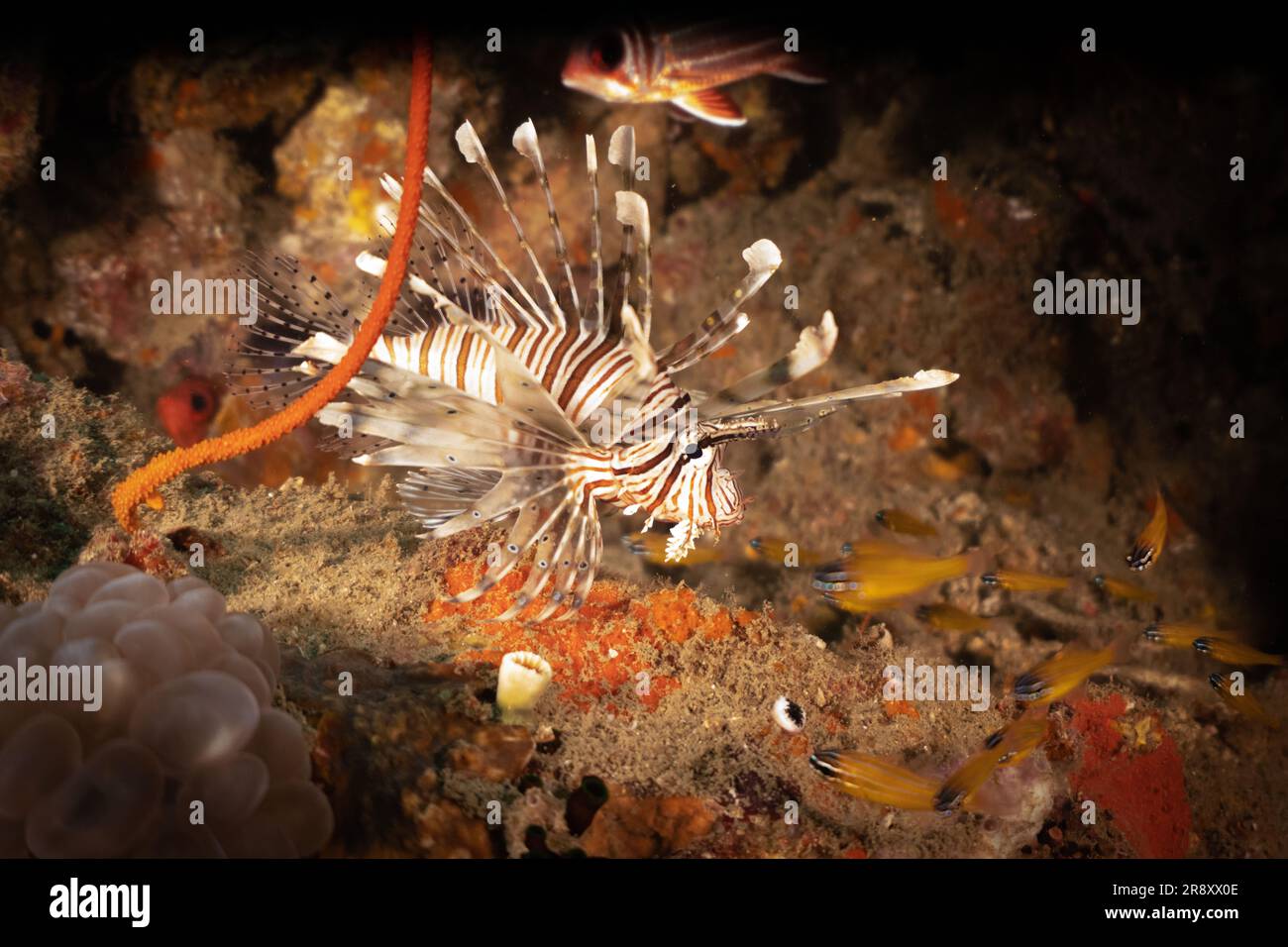 Adult Lion Fish Stock Photo - Alamy
