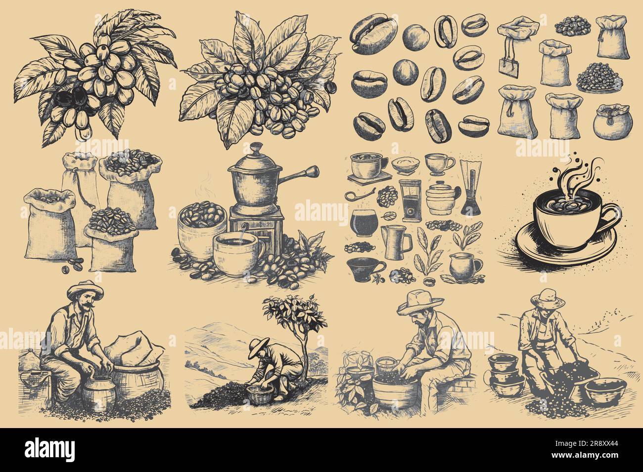 Vector set of coffee tree branches. Agriculture. Life of a farmer. Coffee harvesting and ...