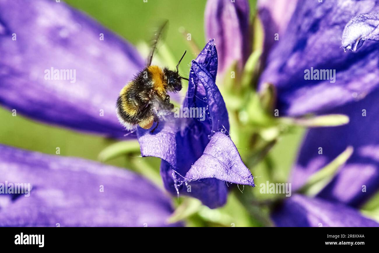 Bumblebee on a flower. Bumblebee gathers nectar from a flower. Marco ...