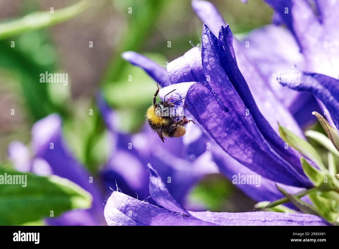 Bumblebee on a flower. Bumblebee gathers nectar from a flower. Marco ...