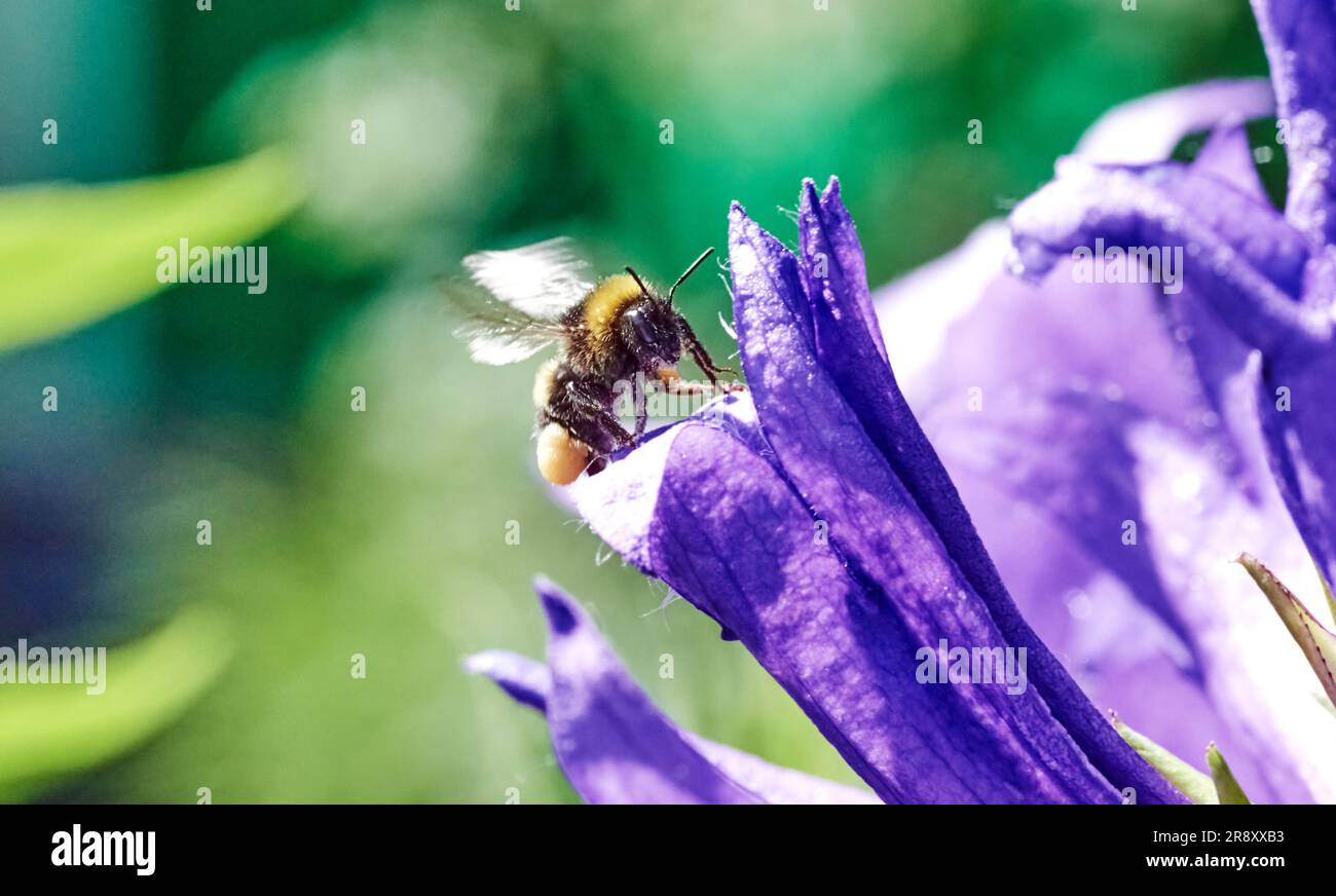 Bumblebee on a flower. Bumblebee gathers nectar from a flower. Marco ...
