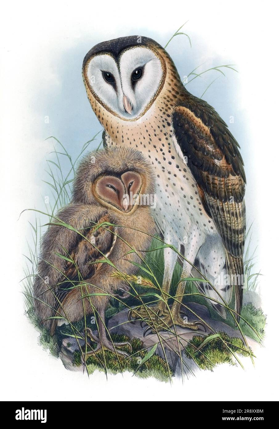 Vintage bird identification prints hi-res stock photography and images ...