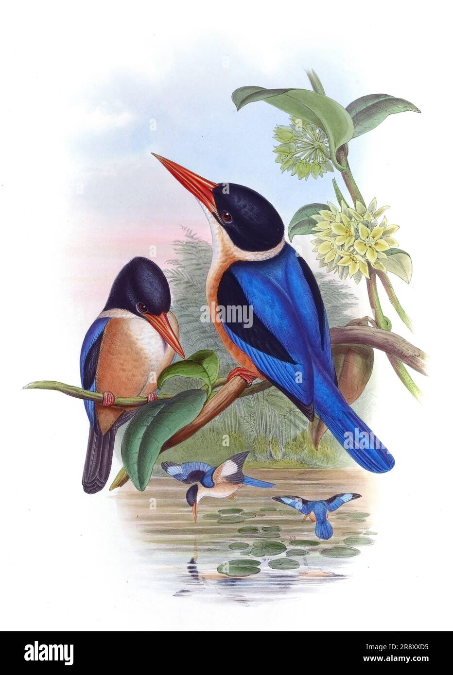 Vintage bird illustrations. Birds of the world Stock Photo - Alamy