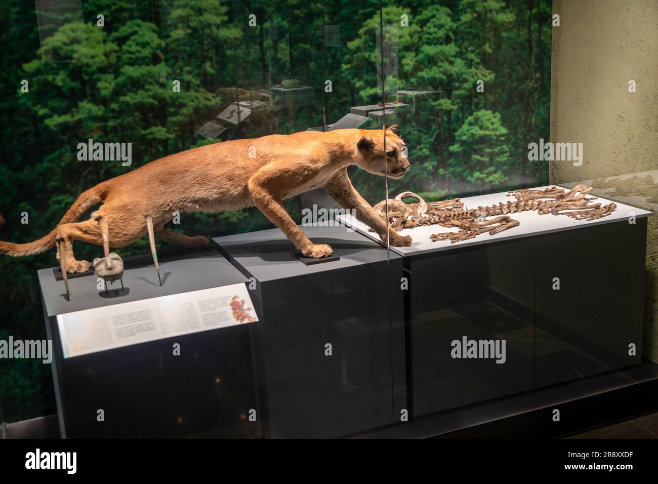 Taxidermy puma big cat, archaeological site and museum of Templo Mayor ...