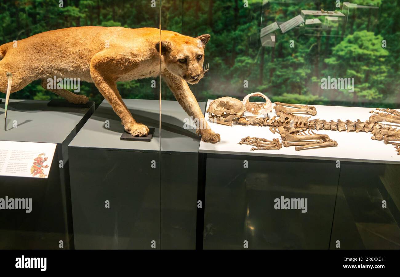 Taxidermy puma big cat, archaeological site and museum of Templo Mayor ...