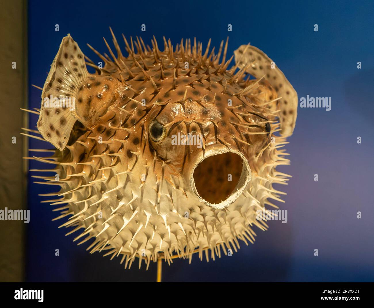 Spotted porcupine fish, Diodan Hystrix, archaeological site and museum ...