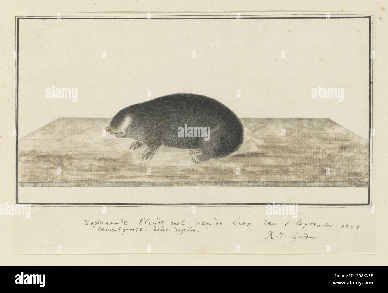 Cape golden mole hi-res stock photography and images - Alamy