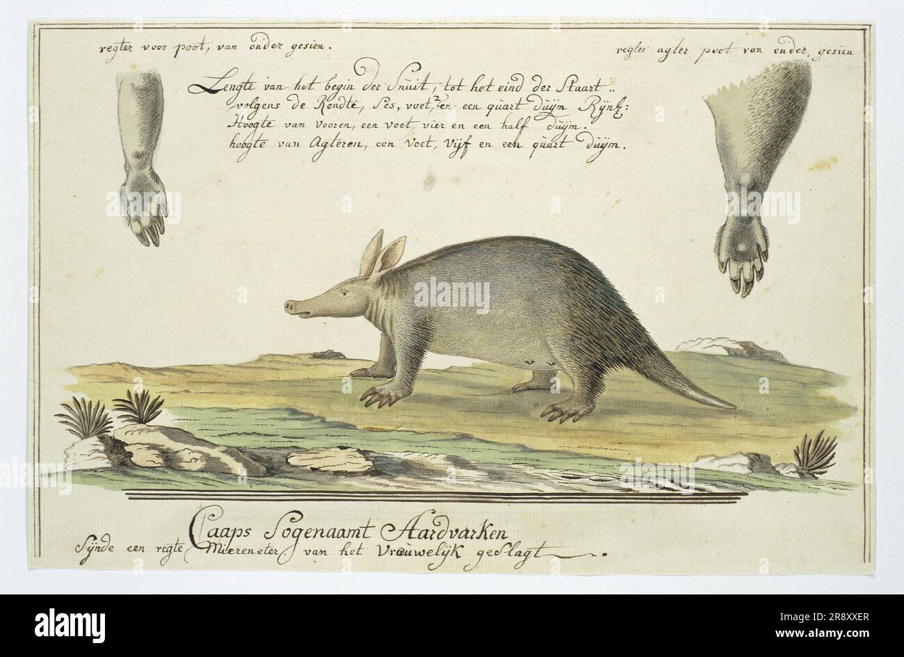 Orycteropus afer aardvark hi-res stock photography and images - Alamy