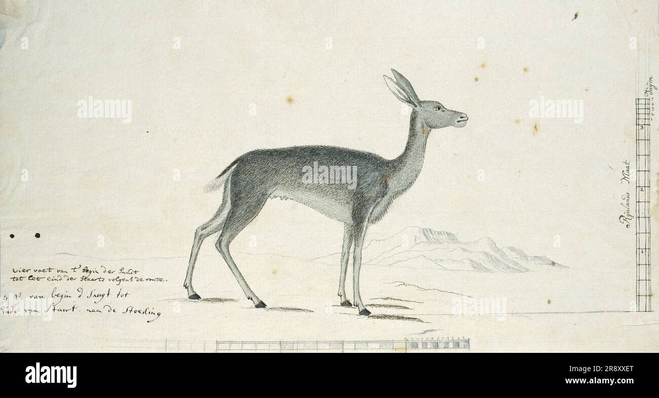 Pelea capreolus (Grey rhebok), 1777-1786 Stock Photo - Alamy