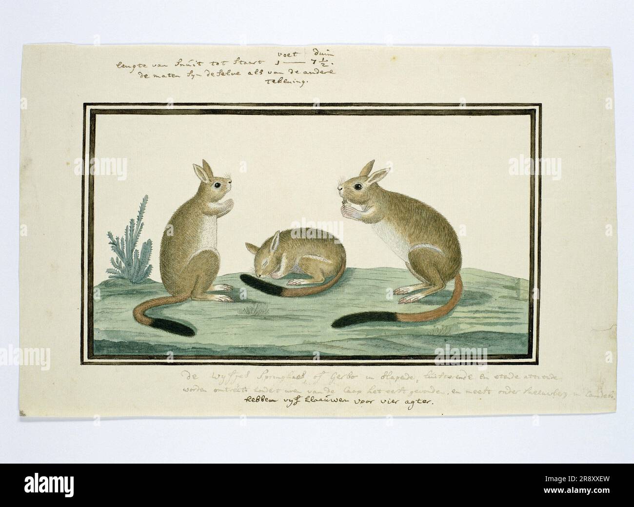 Pedetes cafer (South African springhare), 1778-1779 Stock Photo - Alamy