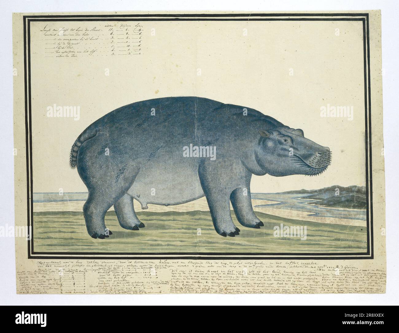 Hippopotamus amphibius capensis (Hippopotamus), c.1777 Stock Photo - Alamy