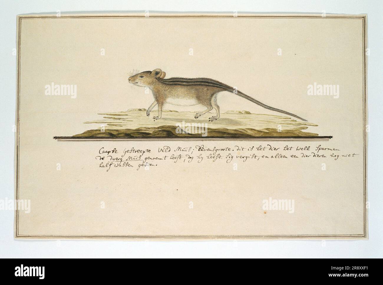 Rhabdomys pumilio (Four-striped grass mouse), in or after c.1786 Stock ...
