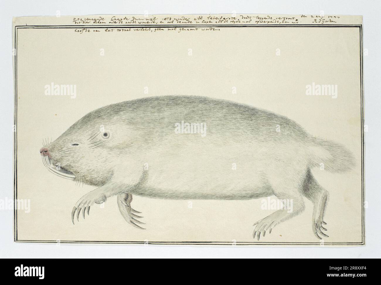 Bathyergus suillus (Cape dune mole-rat), 1777 Stock Photo - Alamy