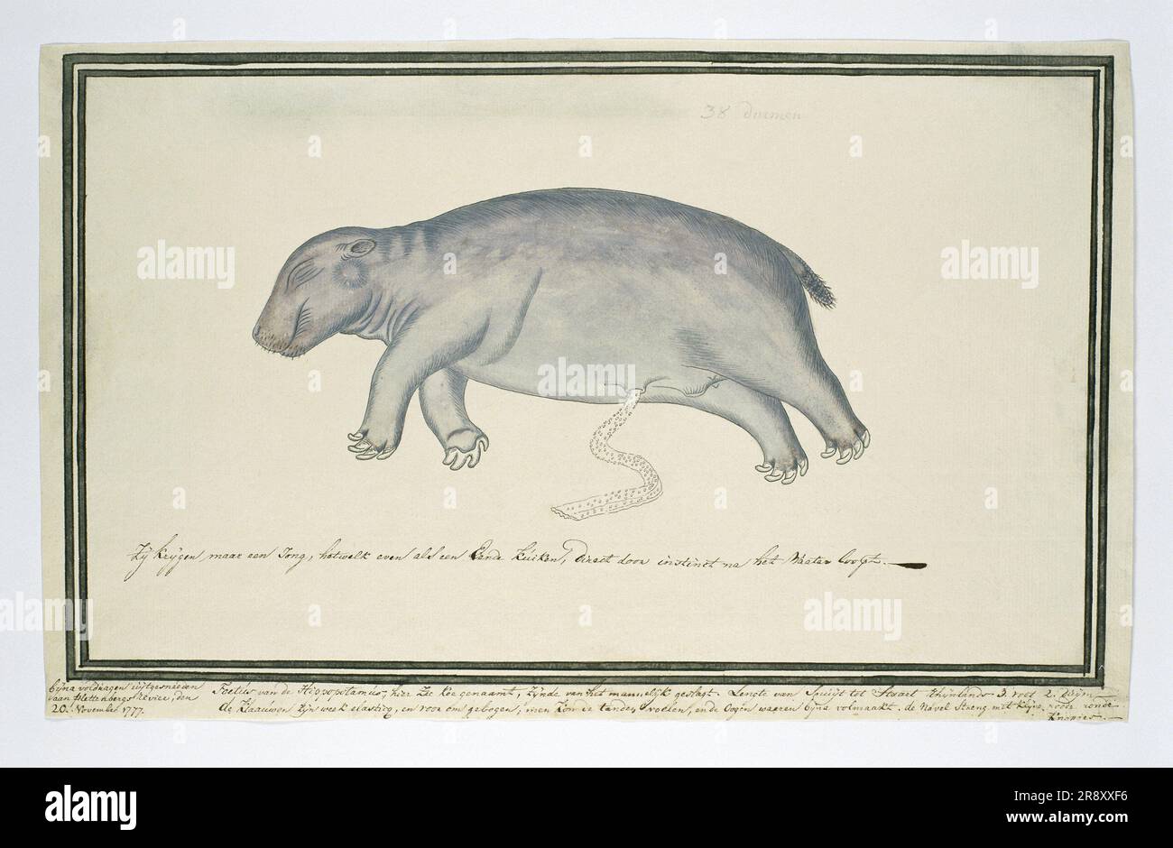 Hippopotamus museum natural history museum hi-res stock photography and ...