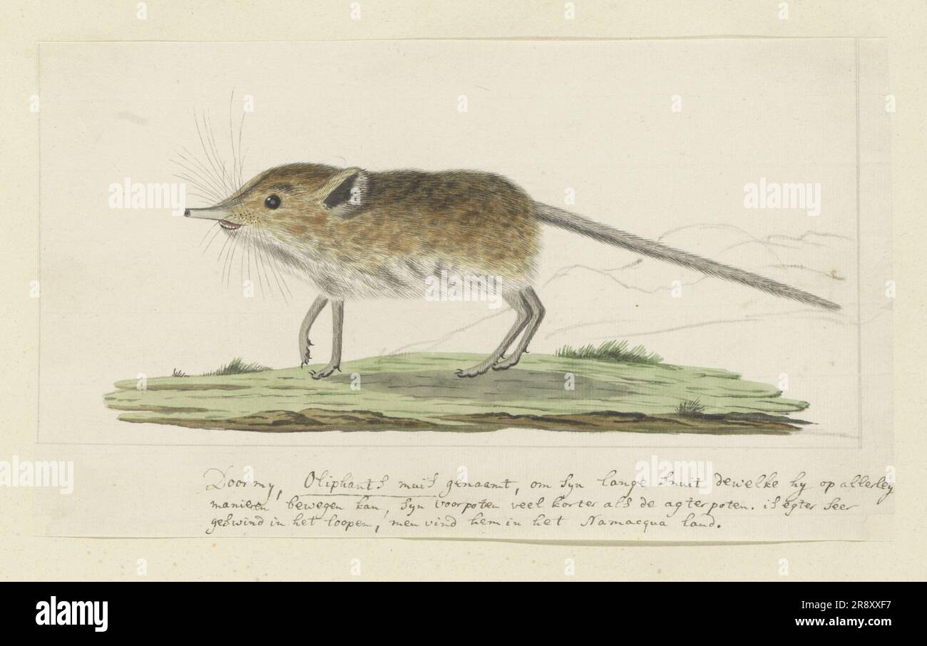 Round eared hi-res stock photography and images - Alamy