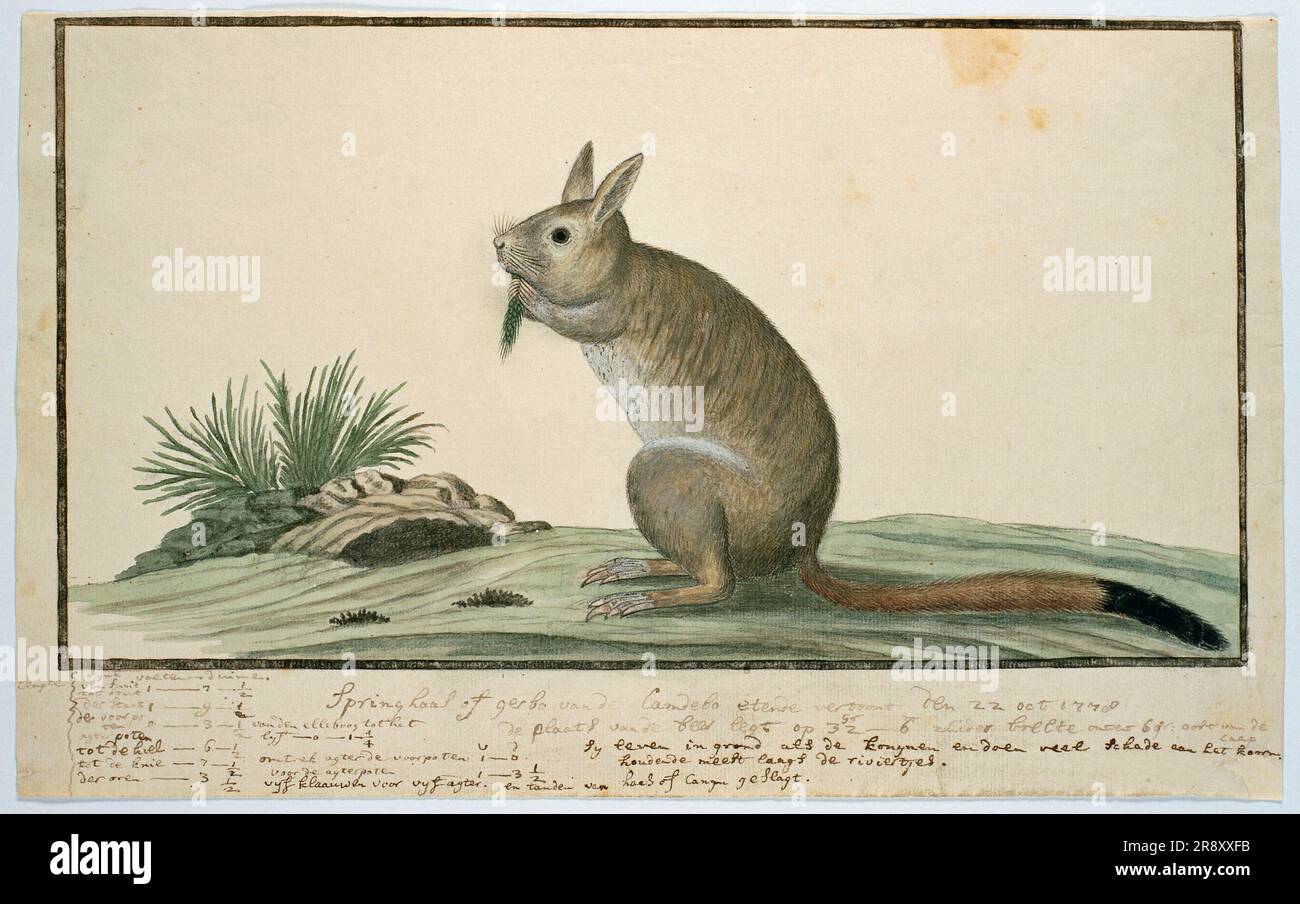 Pedetes cafer (South African springhare), 1778 Stock Photo - Alamy